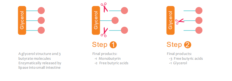 Tributyrin - NIKI CHEMIE LTD