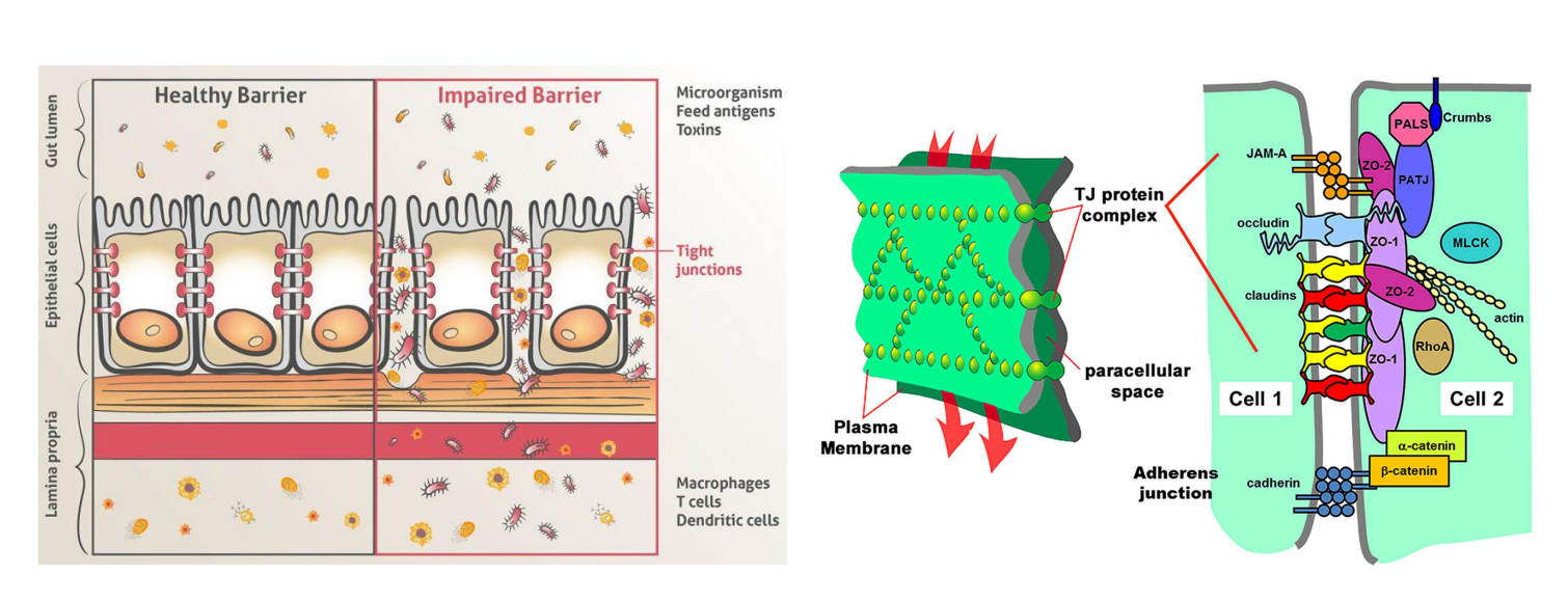 Tributyrin - NIKI CHEMIE LTD